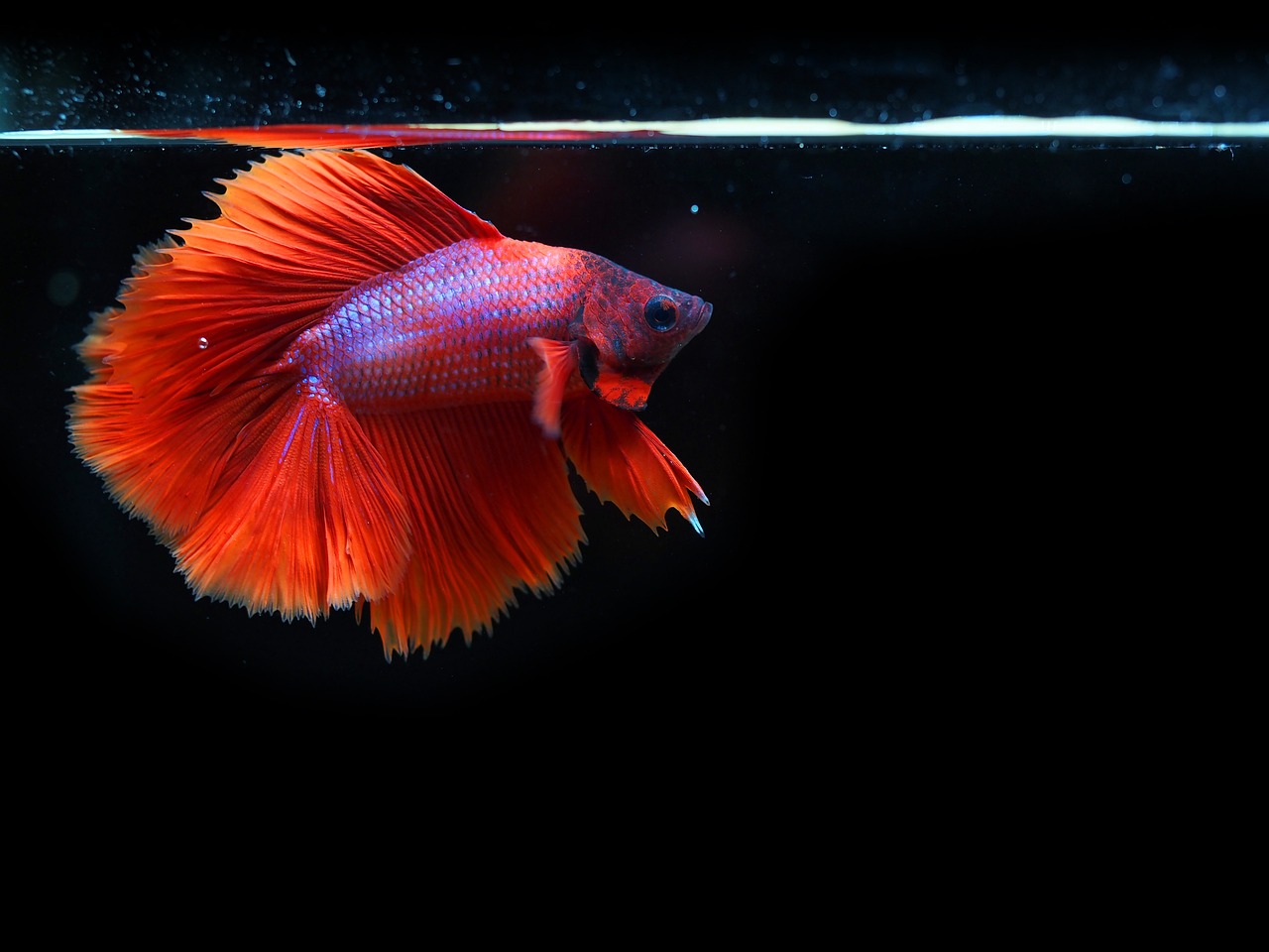 10 Beginner-Friendly Freshwater Fish for Your First Aquarium ...